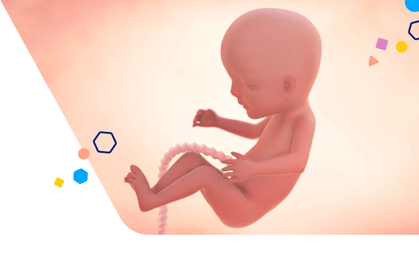 14 Weeks Pregnant: Baby Size, Symptoms & Tips | Enfamil