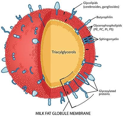 ¿Qué es MFGM y Qué Hace? | Enfamil