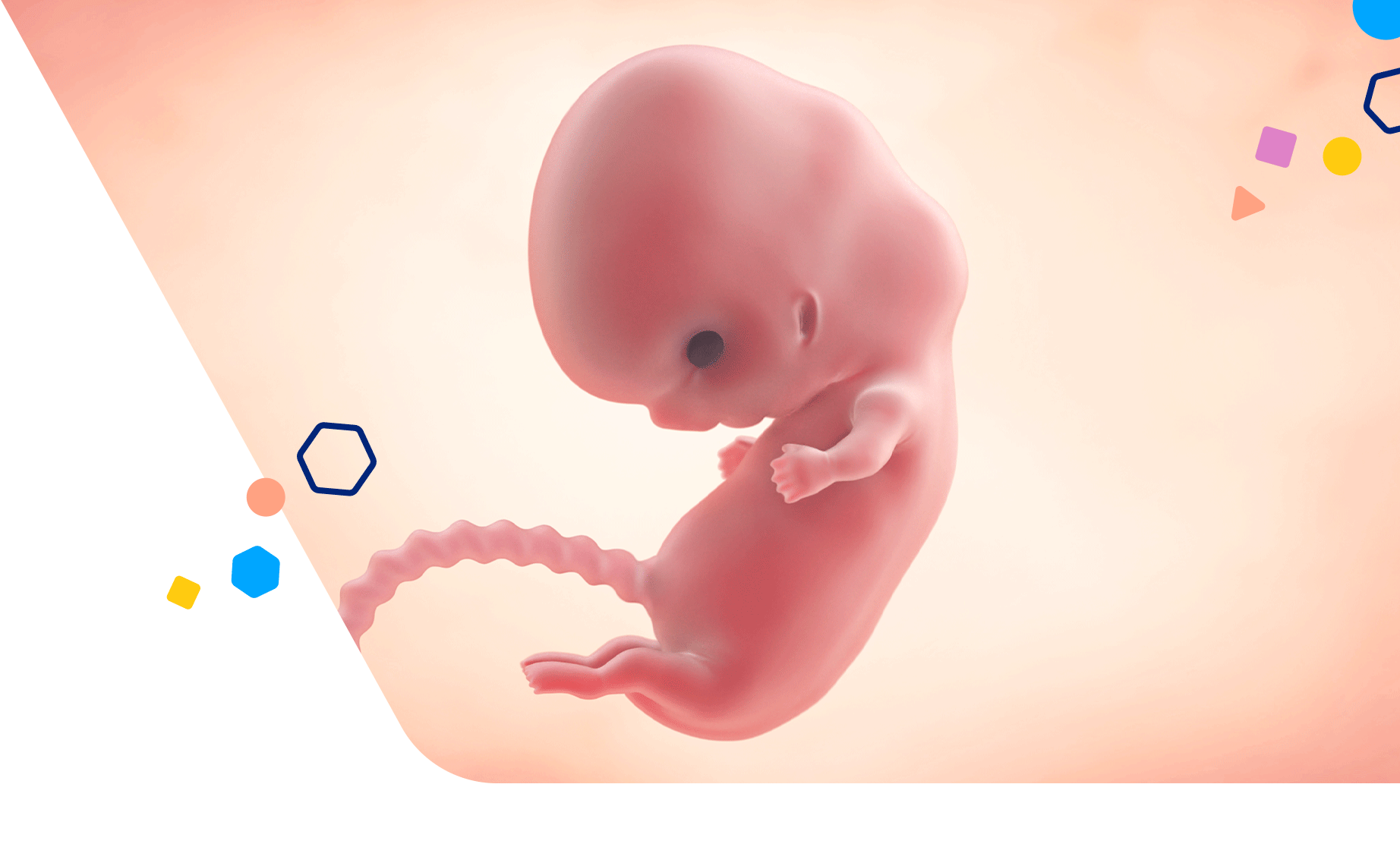 9 Week Pregnant Baby Size Symptoms Tips Enfamil