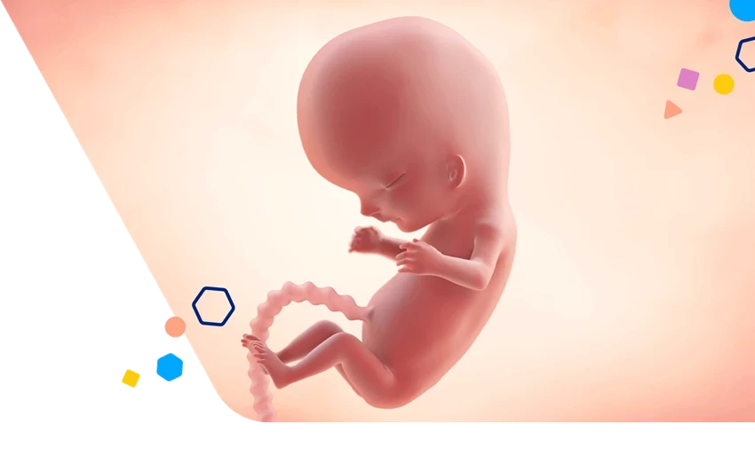 10 Weeks Pregnant: Baby Size, Symptoms & Tips | Enfamil