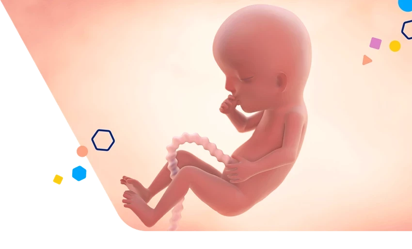 13 Weeks Pregnant: Baby Size, Symptoms & Tips | Enfamil